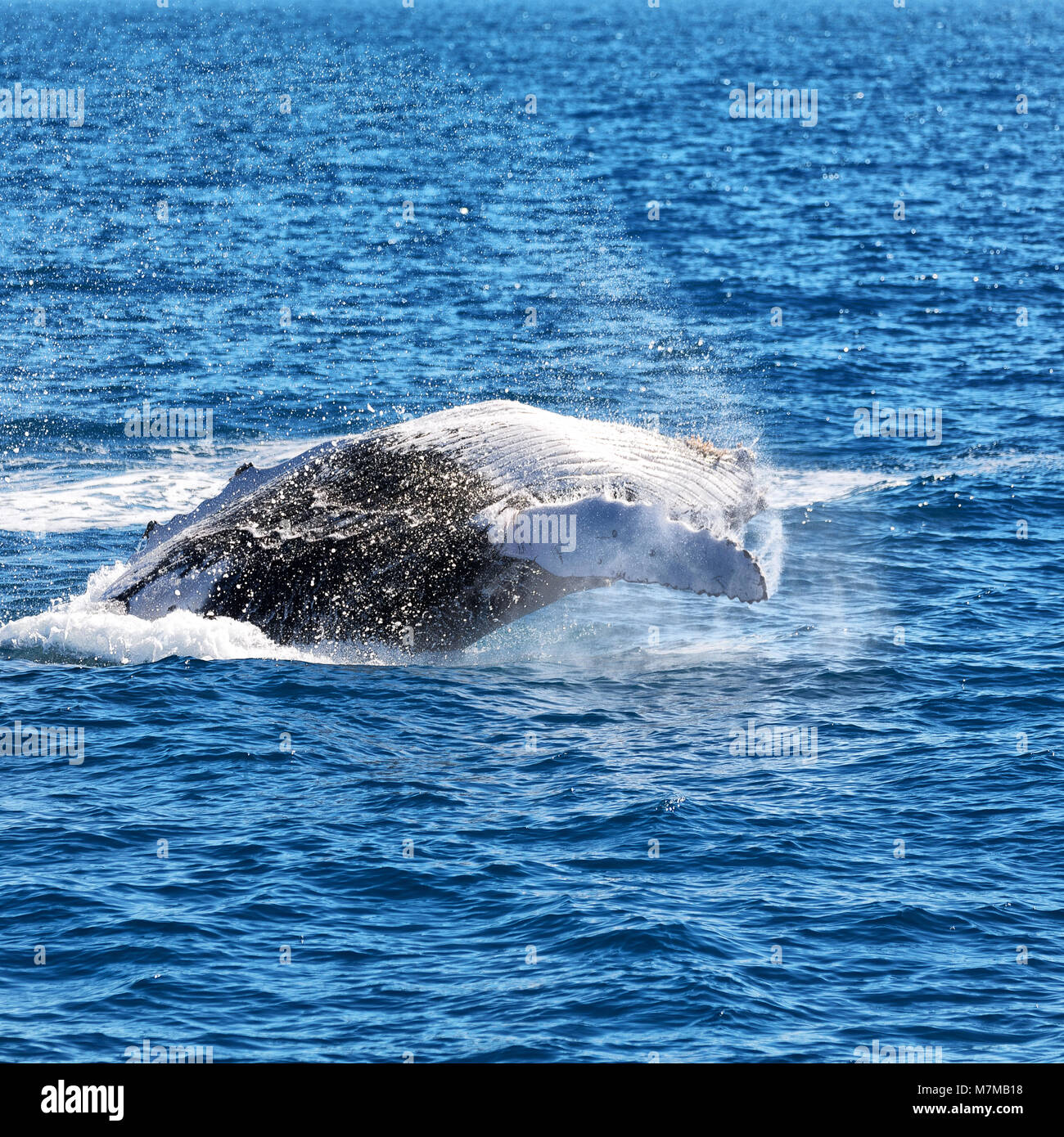 in australia a free whale in the ocean like concept of freedom Stock ...