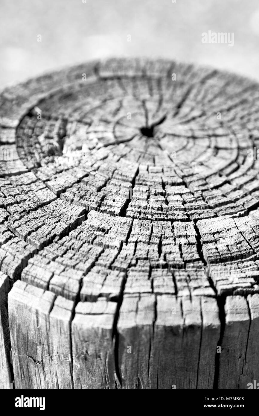 abstract texture of a surface tree like background grain Stock Photo ...