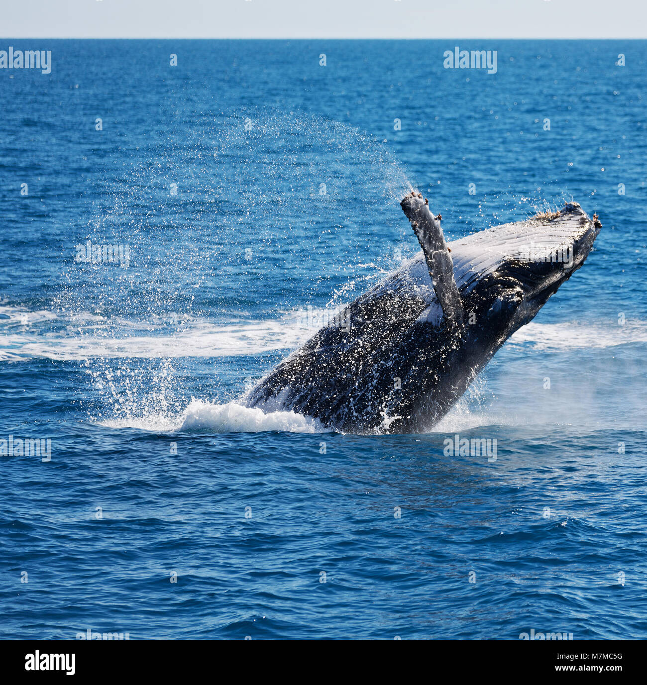 in australia a free whale in the ocean like concept of freedom Stock ...