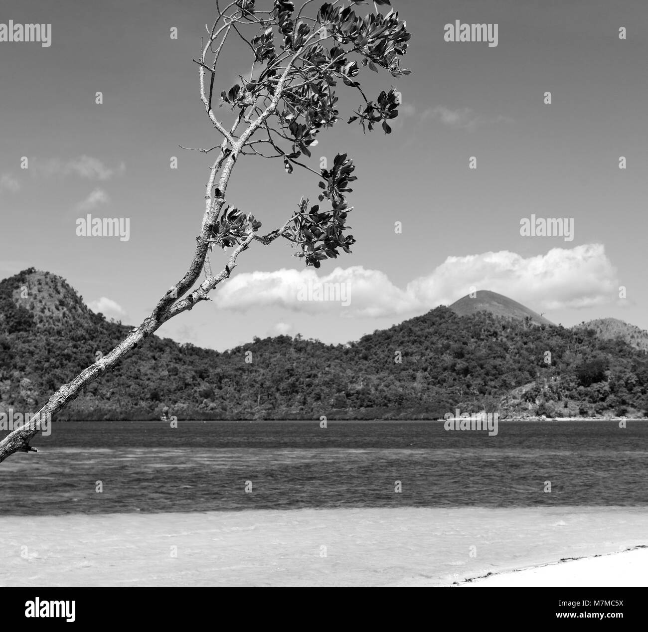 Philippines palawan tree roots Black and White Stock Photos & Images ...