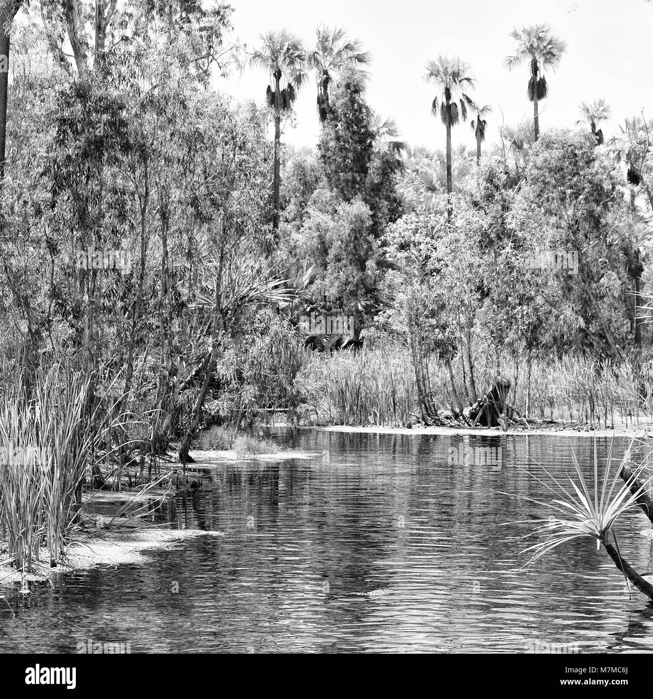 in australia mataranka river the palm and the lake in the nature Stock ...