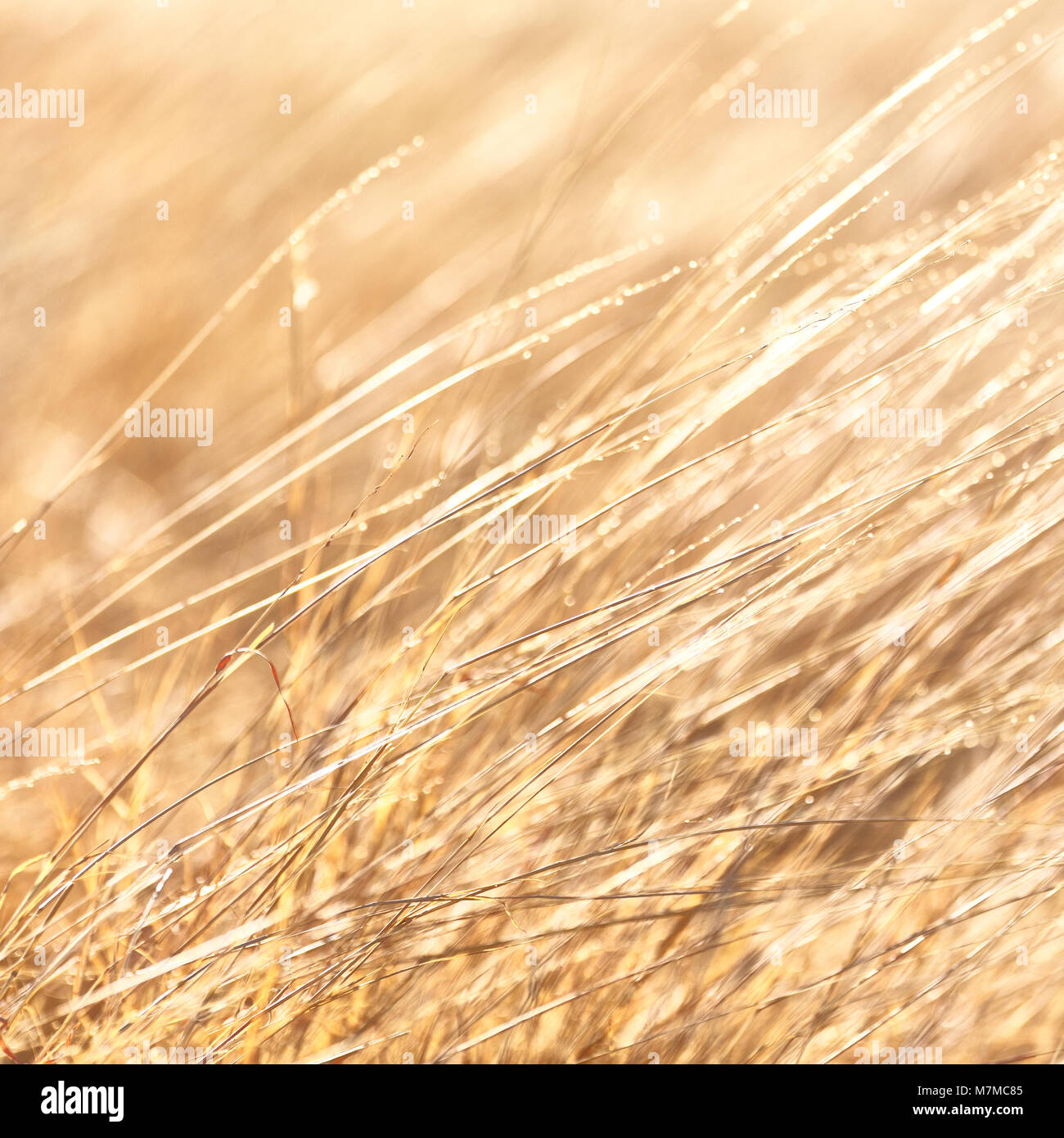 Asian rice fiels hi-res stock photography and images - Alamy