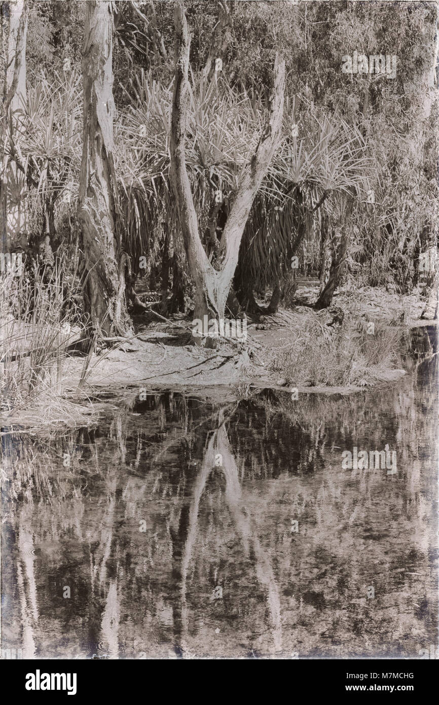 in australia mataranka river the palm and the lake in the nature Stock ...