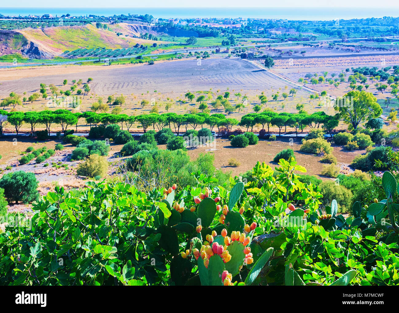 Landscape and cactus plants in the Valley of the Temples in Agrigento ...