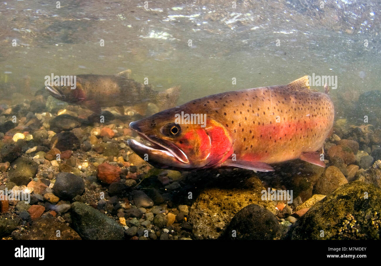 Yellowstone cutthroat trout hi-res stock photography and images - Alamy