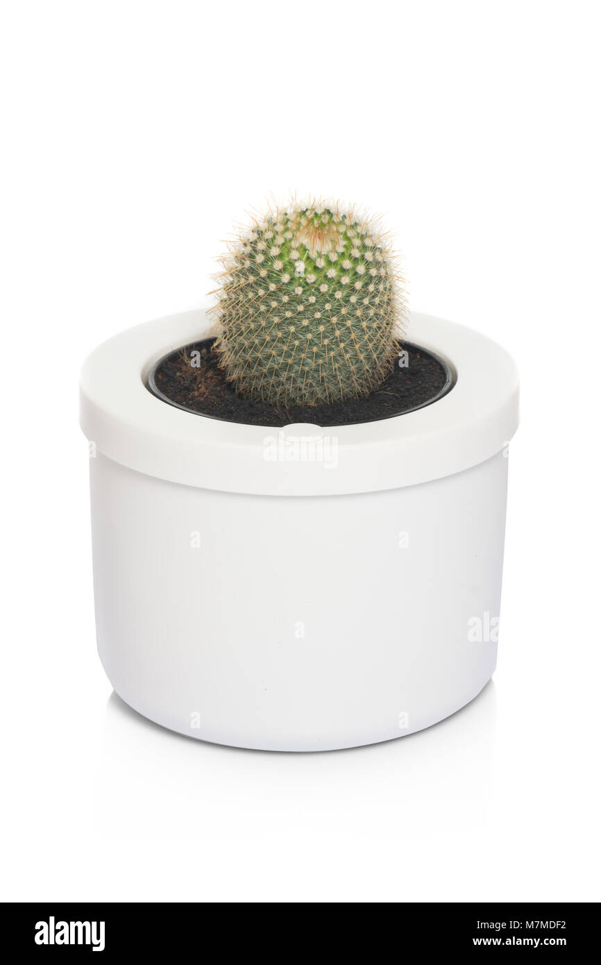 cactus on pot Stock Photo - Alamy