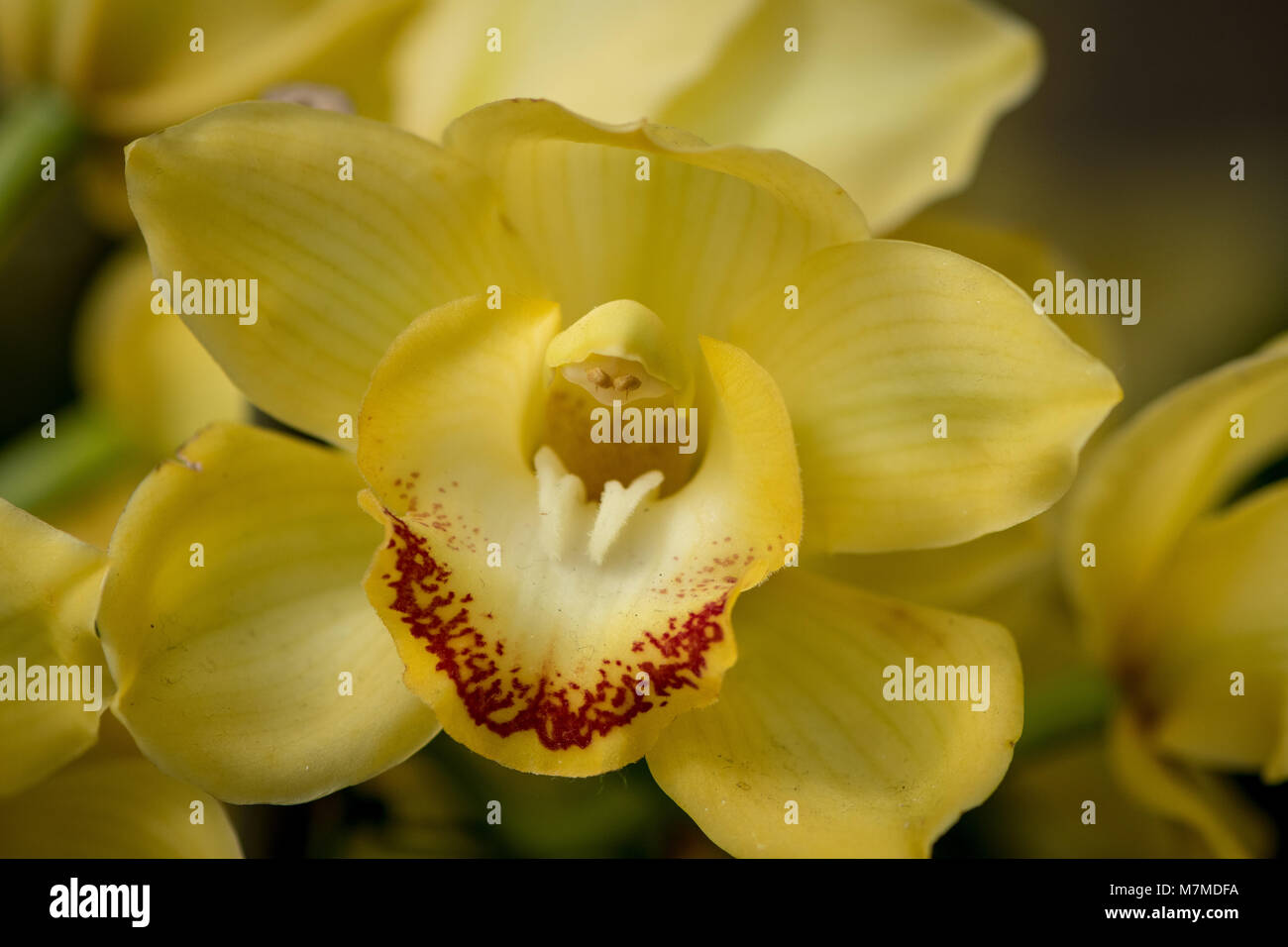 Orchidaceae Orchid Family High Resolution Stock Photography and Images ...