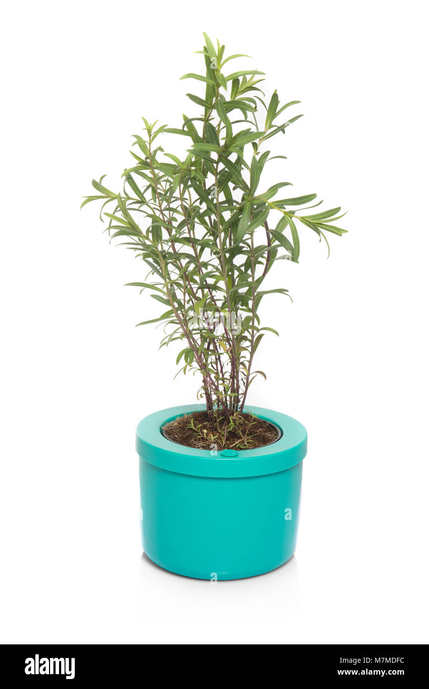 Inside bush Cut Out Stock Images & Pictures - Alamy