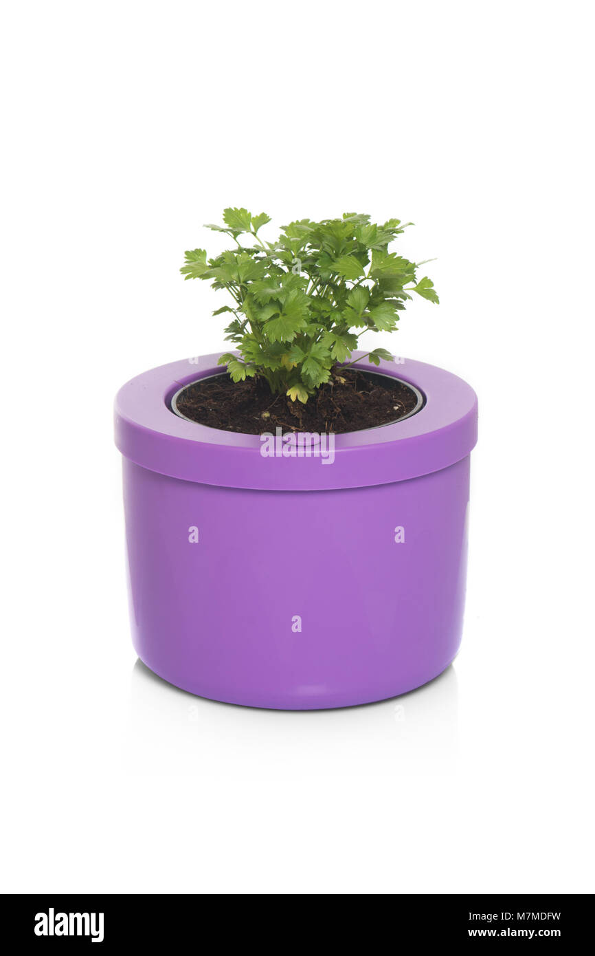 Parsley label Cut Out Stock Images & Pictures - Alamy