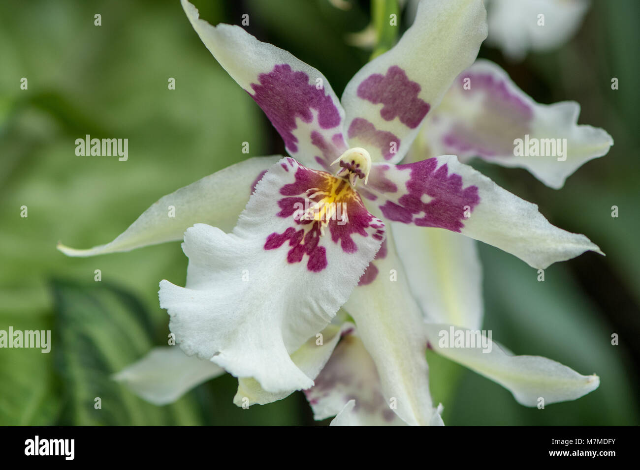 Specialized labellum hi-res stock photography and images - Alamy