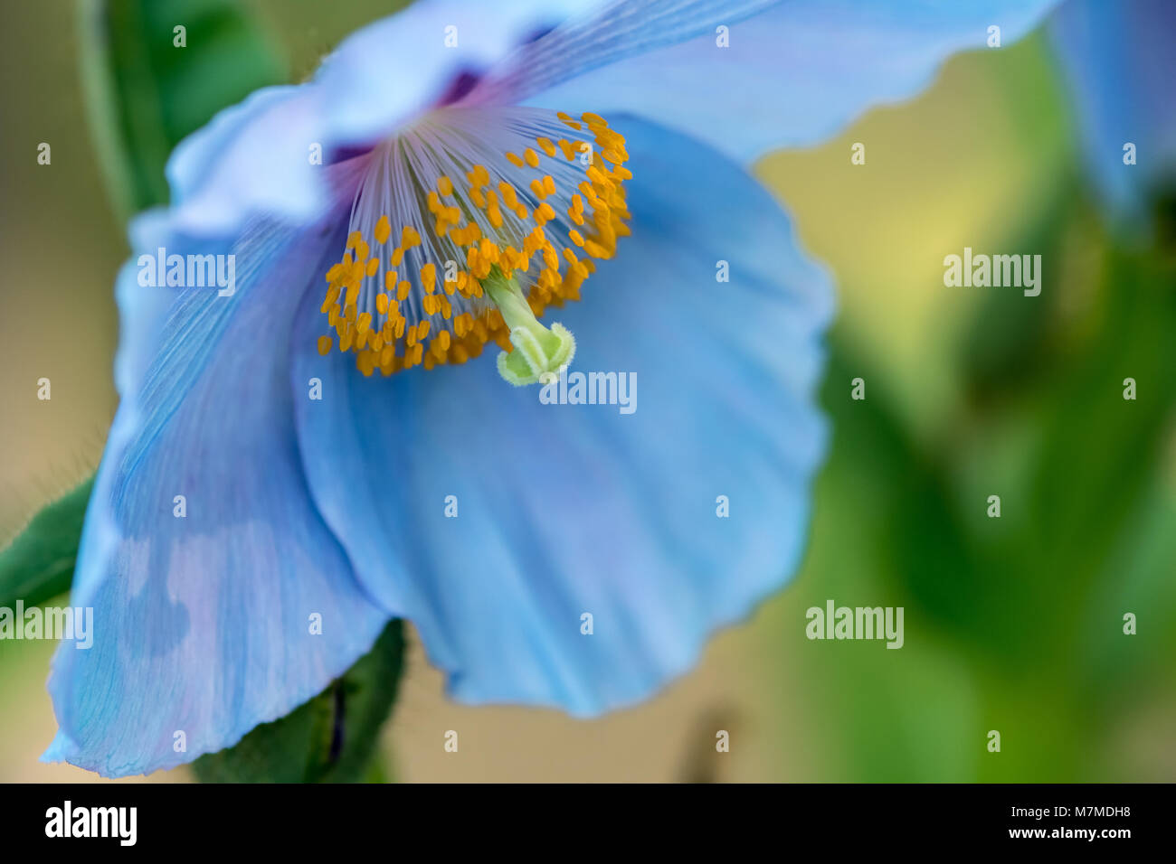 Large blue bloom at Longwood Gardens in Pennsylvania Stock Photo - Alamy