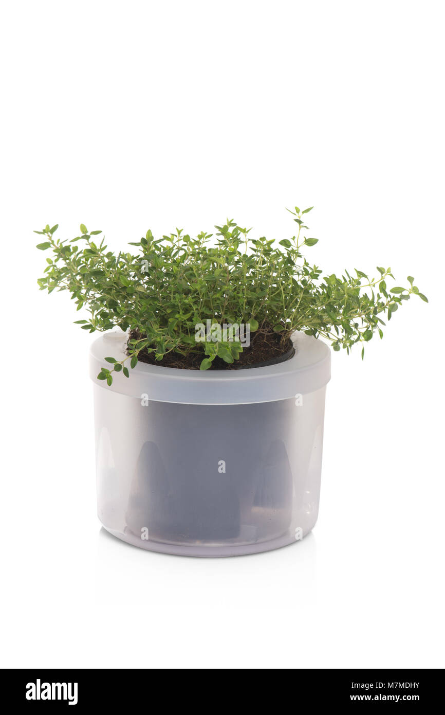 Thyme inside a pot Stock Photo - Alamy