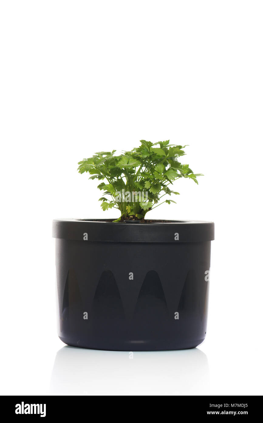 Parsley label Cut Out Stock Images & Pictures - Alamy