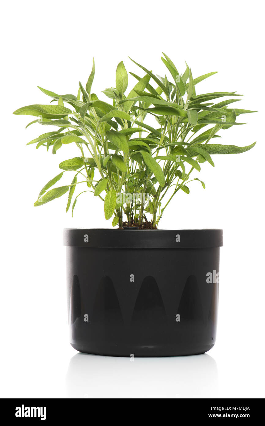 sage inside pot Stock Photo - Alamy