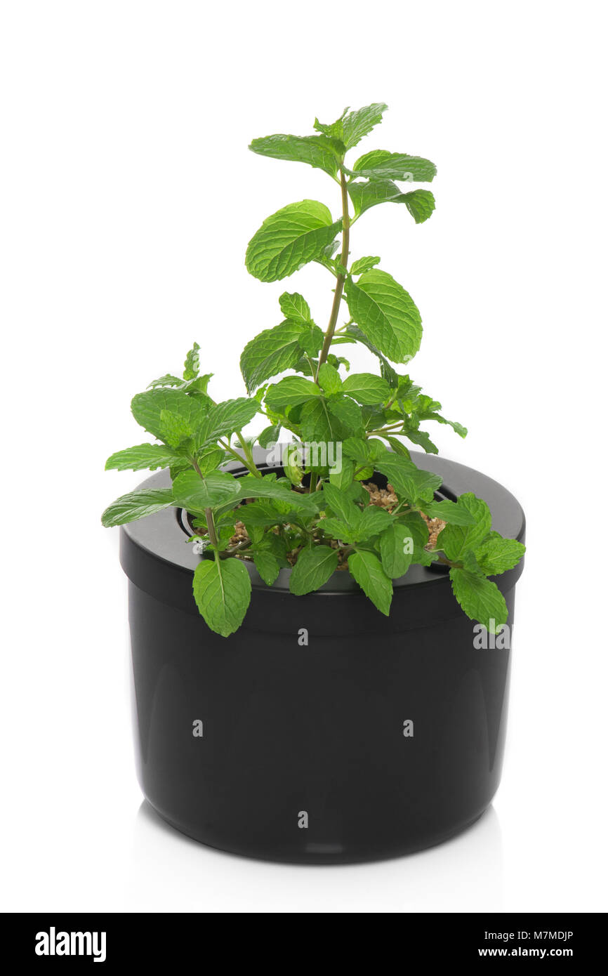 Mint pot window hi-res stock photography and images - Alamy