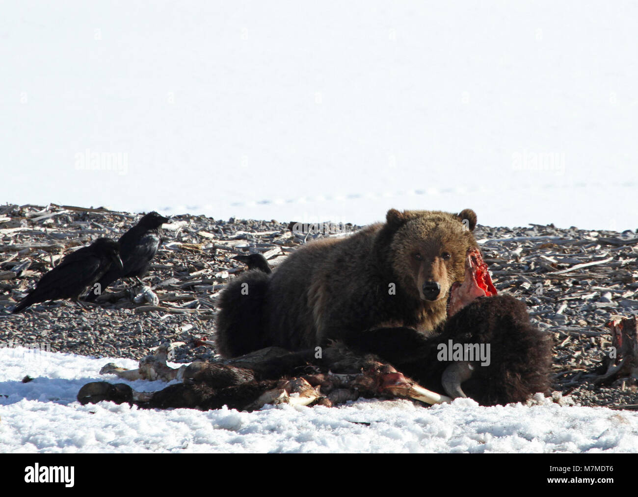 Grizzly bear on bison carcass Grizzly bear on bison carcass near ...