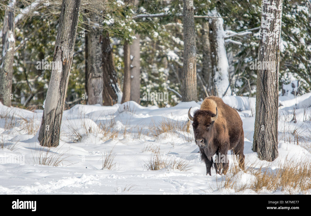 Buffalo snow hi-res stock photography and images - Alamy