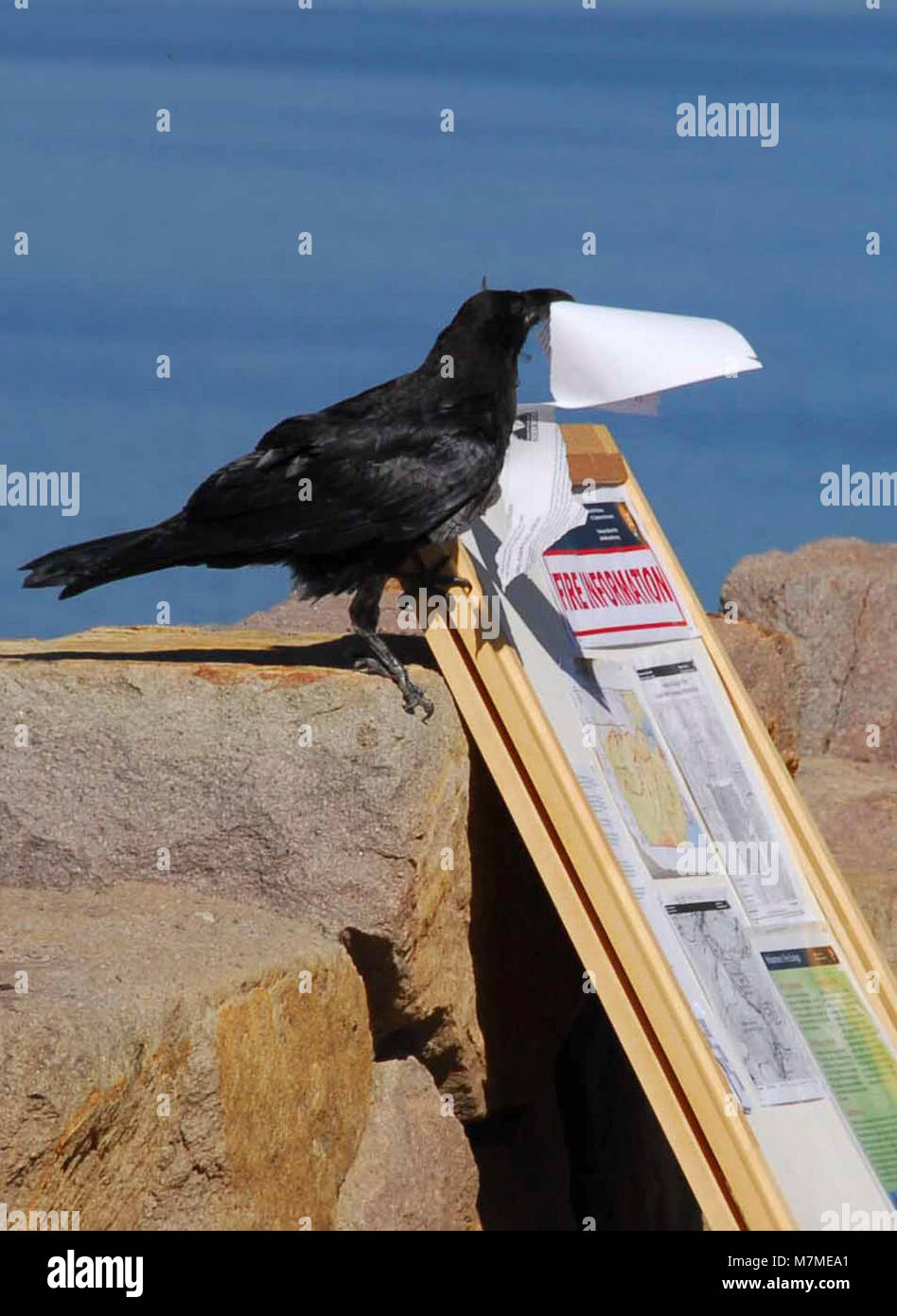 Raven Raven on notice board Stock Photo - Alamy