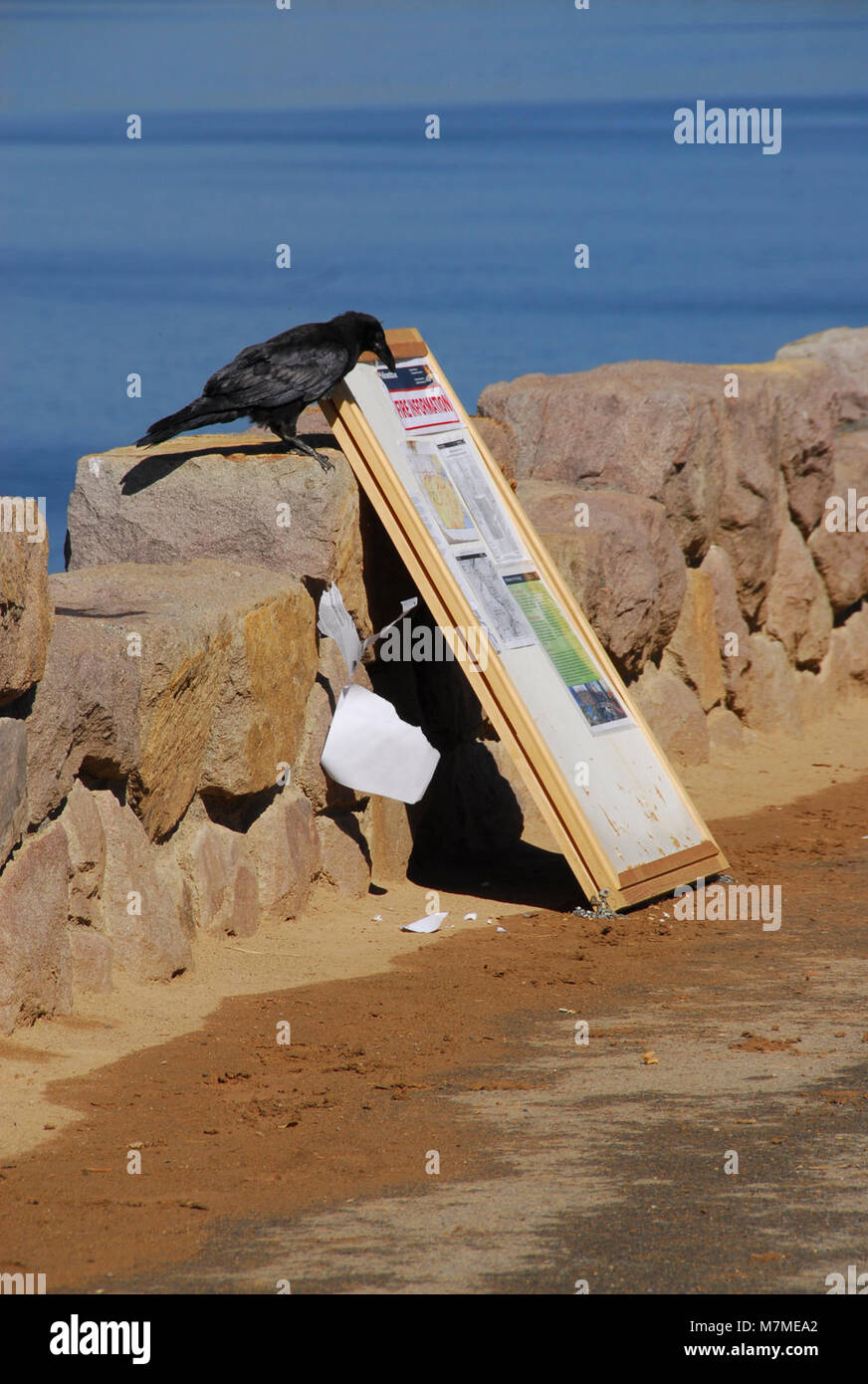 Raven Raven on notice board Stock Photo - Alamy