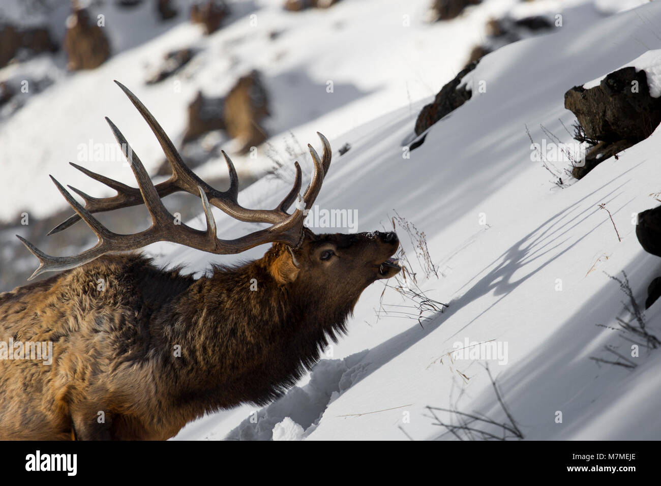 Bull Elk & Shadow Bull elk grazing in winter; January 2014 Stock Photo ...