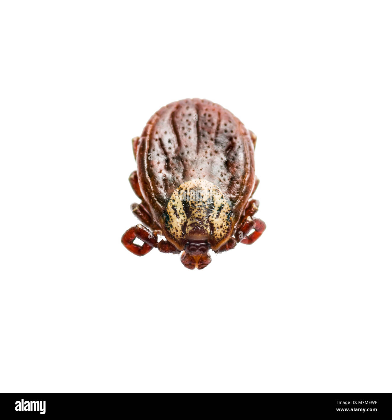 Encephalitis or Lyme Virus Infected Tick Insect Isolated on White Stock ...