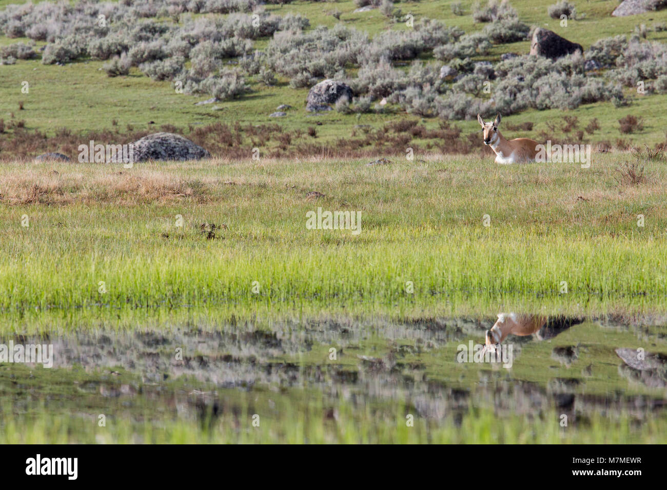 Pronghorn doe Pronghorn doe in Lamar Valley; May 2005 Stock Photo - Alamy