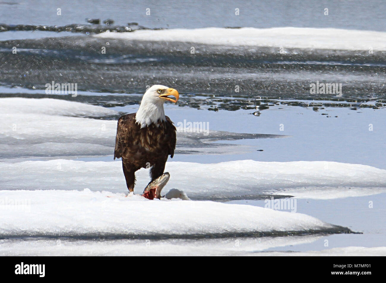 Bald eagle feeding on a lake trout on Lewis Lake Bald eagle feeding on ...