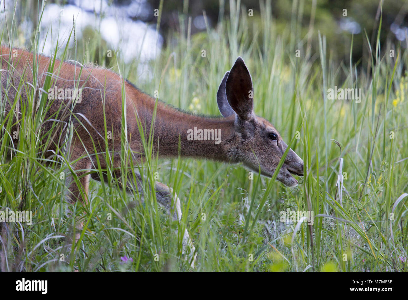 Mule deer doe Mule deer doe; June 2014 Stock Photo - Alamy