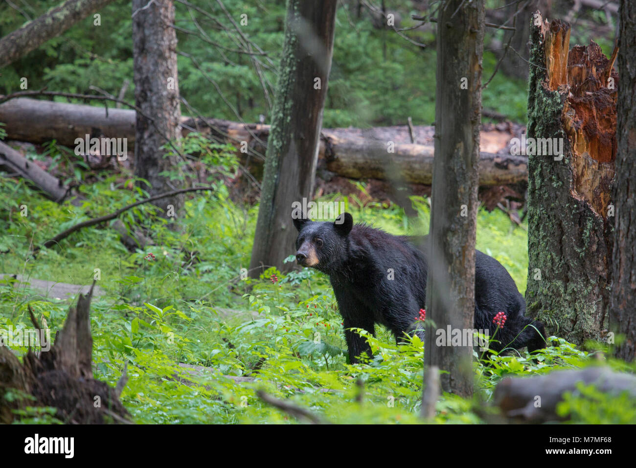 Black bear, Blacktail Plateau Drive Black bear near Blacktail Plateau ...
