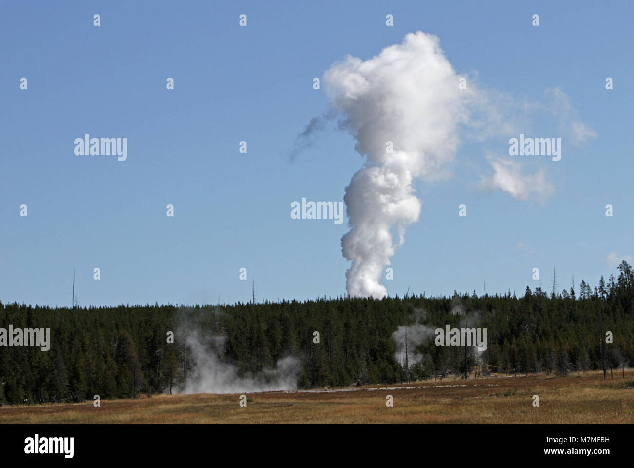 Steam phase of Steamboat Geyser, Norris Geyser Basin as seen Steam ...