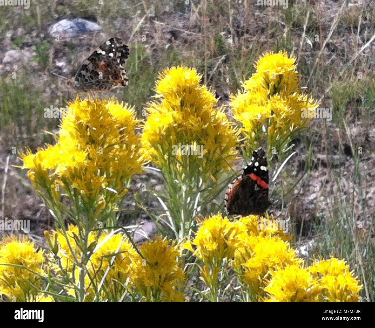 Painted lady and red admiral butterflies on rabbitbrush A painted lady ...