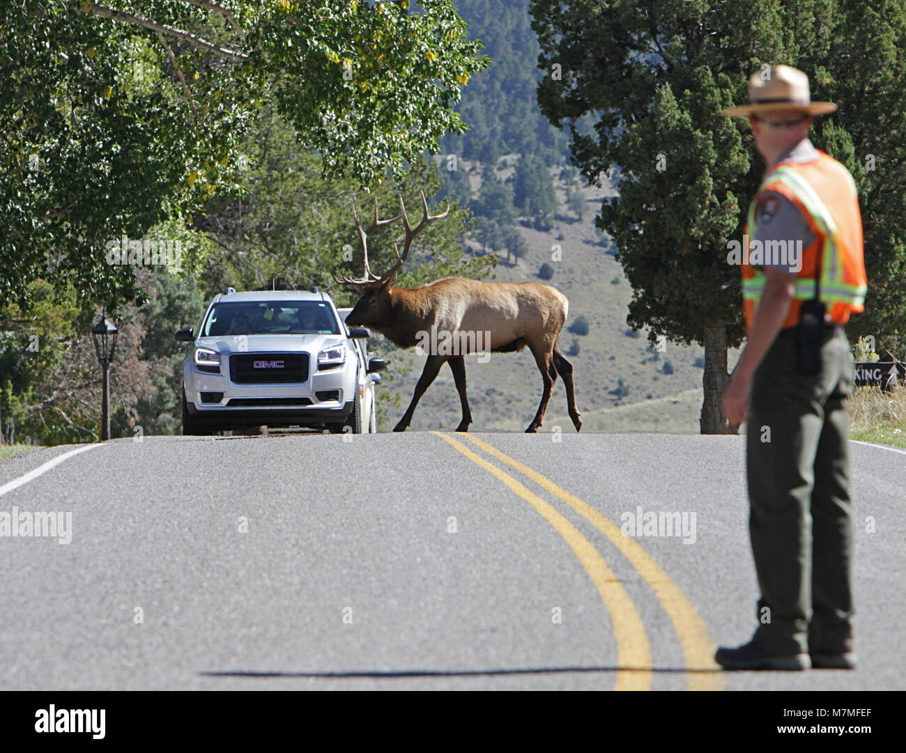 Park ranger stopping traffic for bull elk Park ranger stopping traffic ...