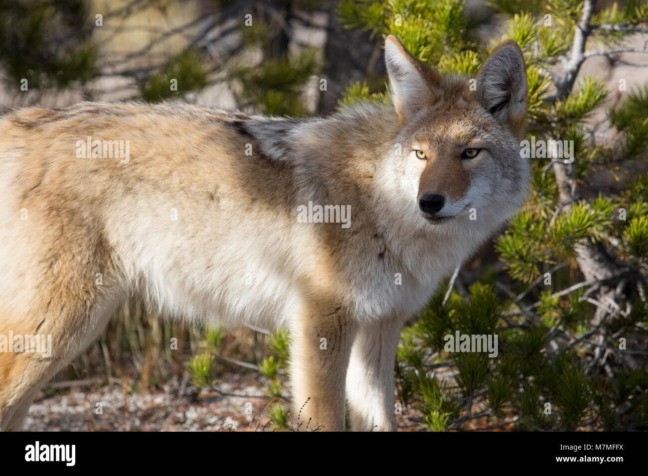 Coyote Coyote, Upper Geyser Basin; / October 2014 Stock Photo - Alamy