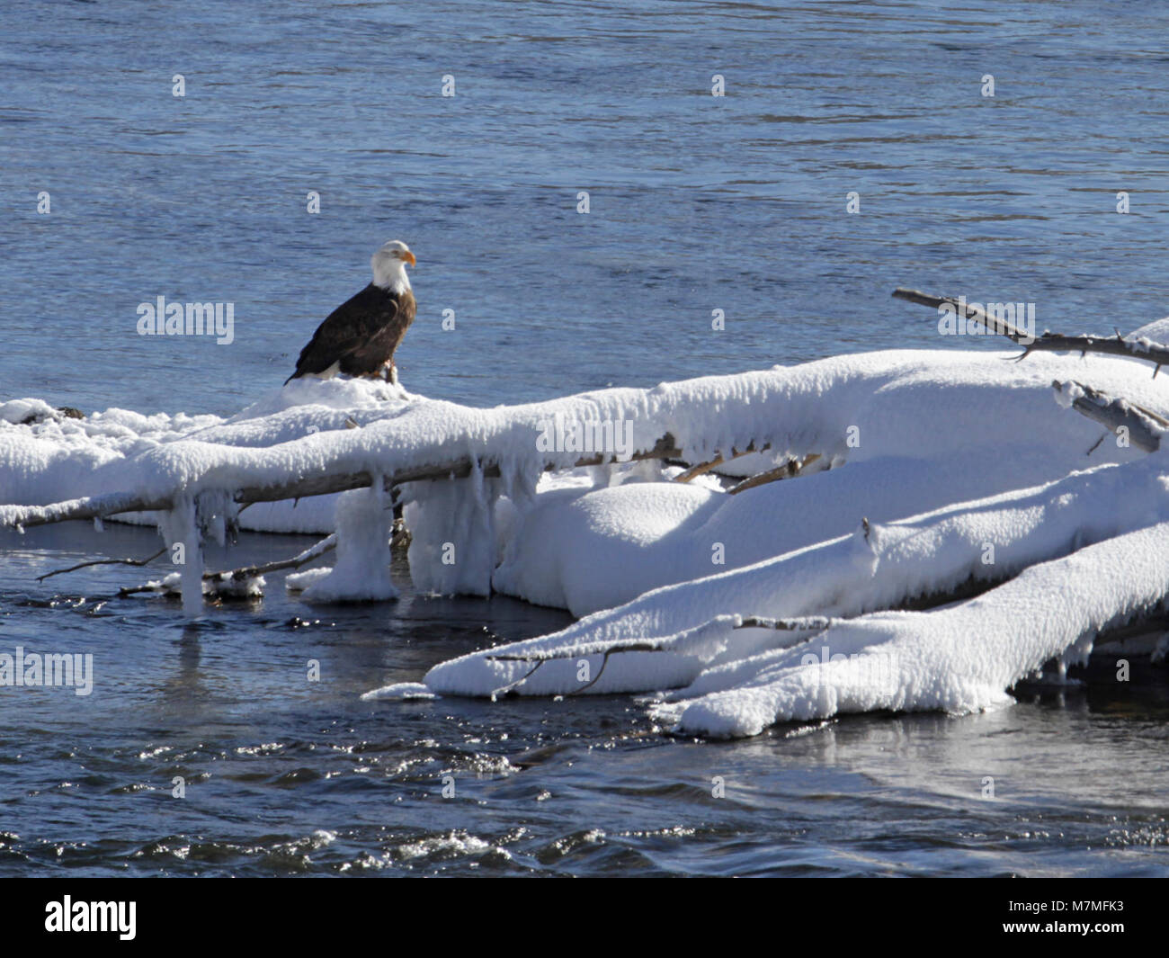 Bald Eagle Bald eagle on log jam in Yellowstone River at Mud Volcano ...