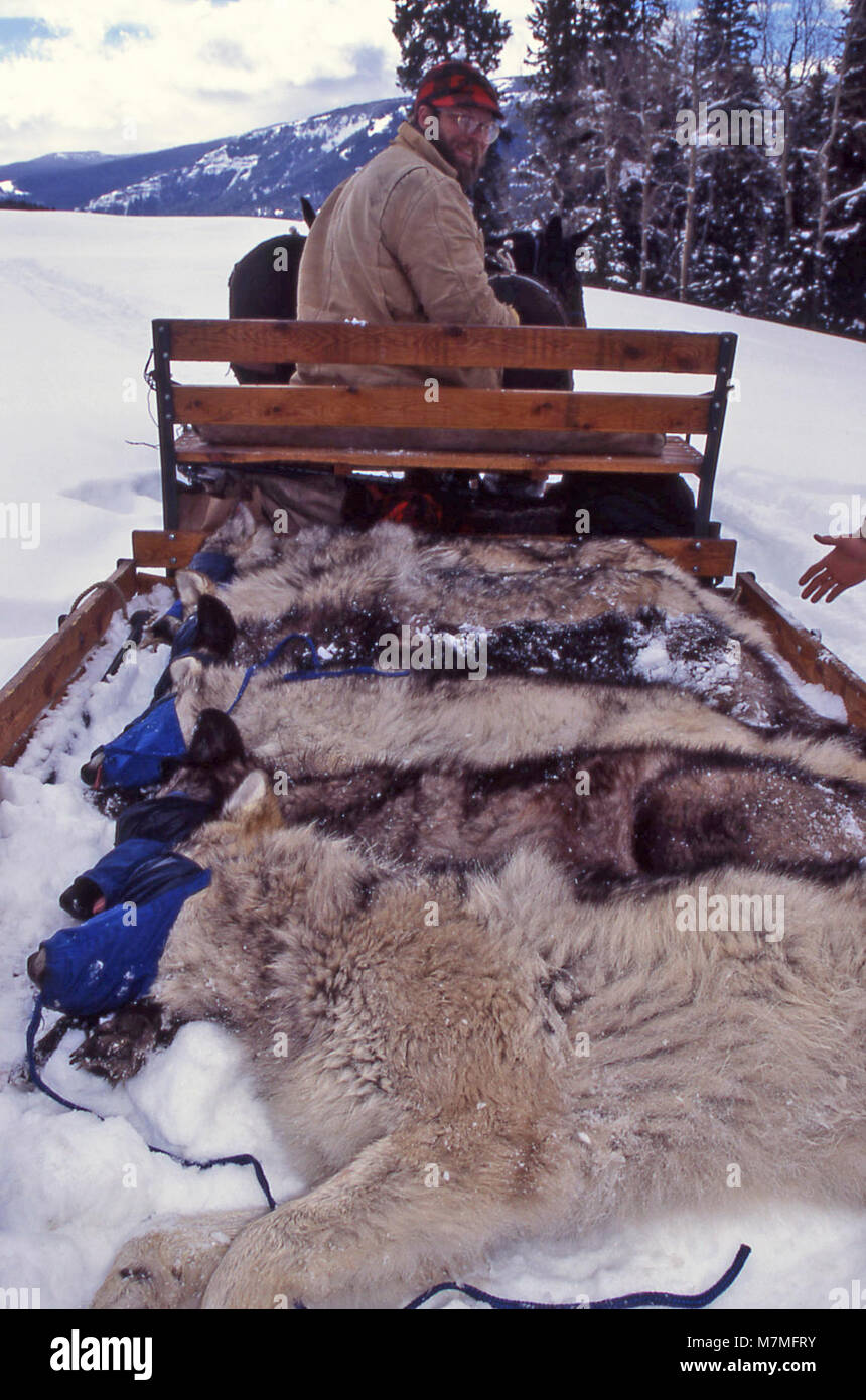 Ben Cunningham and Sawtooth pups Ben Cunningham and Sawtooth pups Stock ...