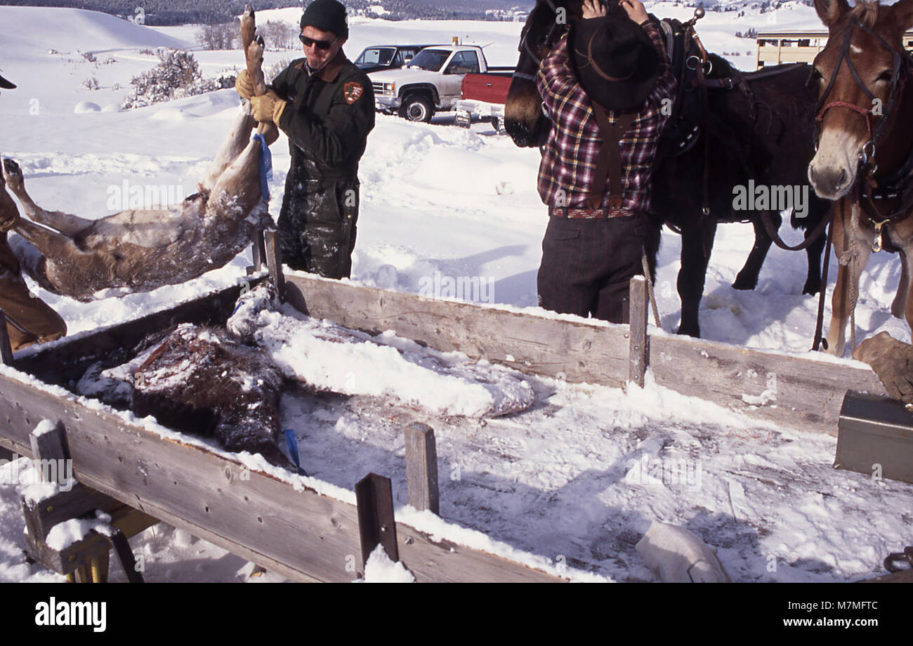 Loading deer carcass for wolves in Crystal Bench pen Loading deer ...