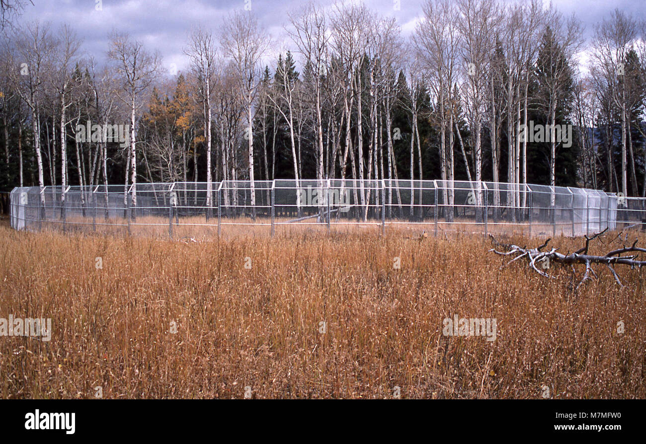 Crystal Bench wolf pen Crystal Bench wolf pen Stock Photo - Alamy