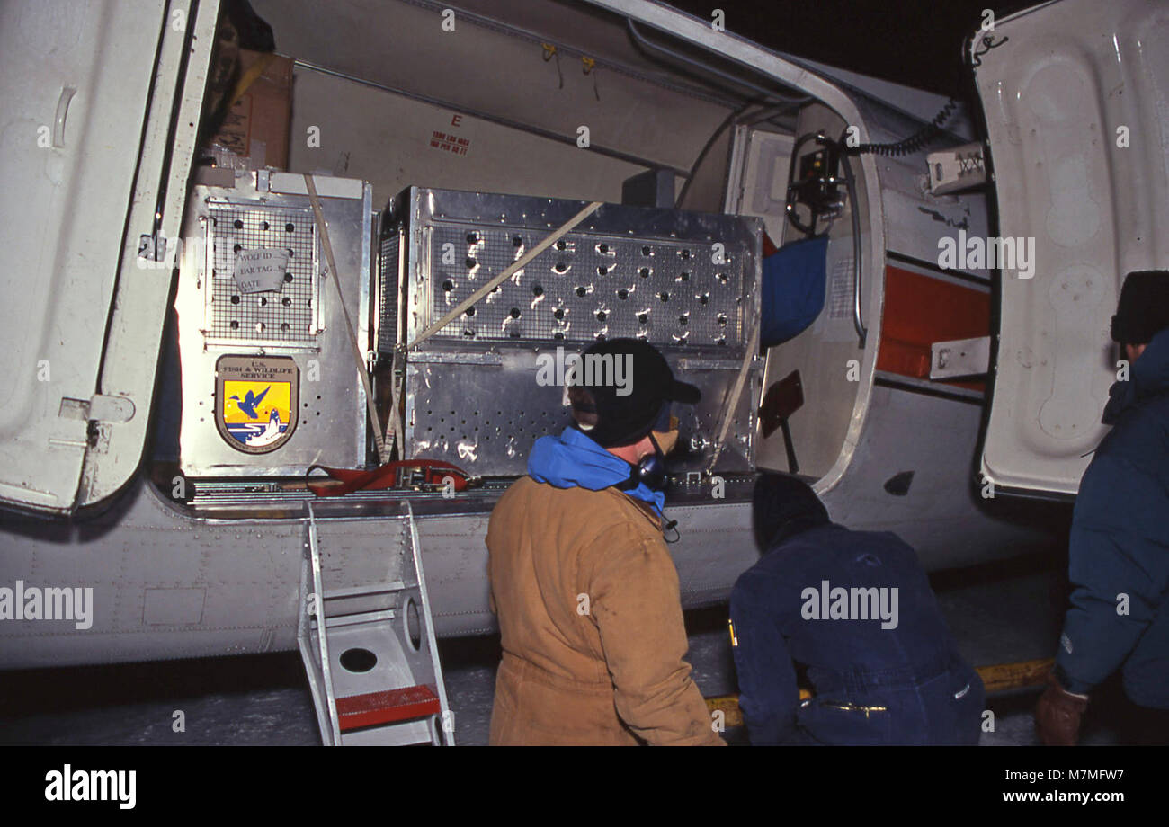 Wolf shipping containers in a US Forest Service plane at Wolf shipping ...