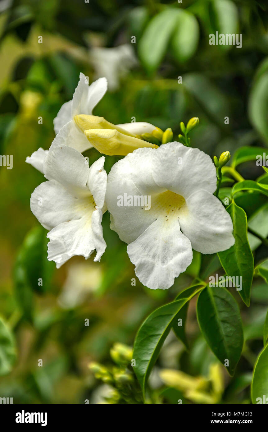 Allamanda, of the Dogbane family, they are native in tropical America ...