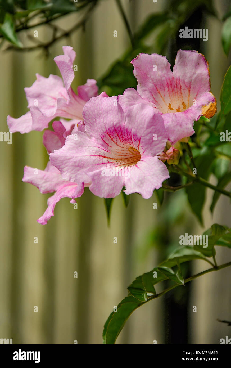 Allamanda, of the Dogbane family, they are native in tropical America ...