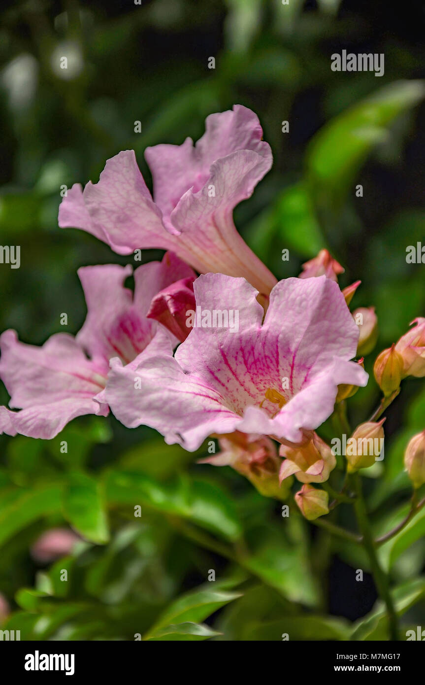 Allamanda, of the Dogbane family, they are native in tropical America ...