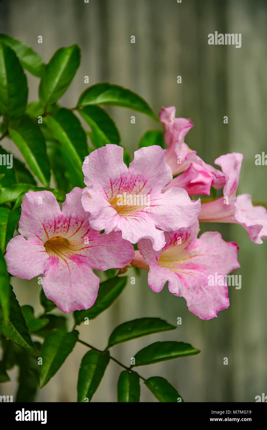 Allamanda, of the Dogbane family, they are native in tropical America ...