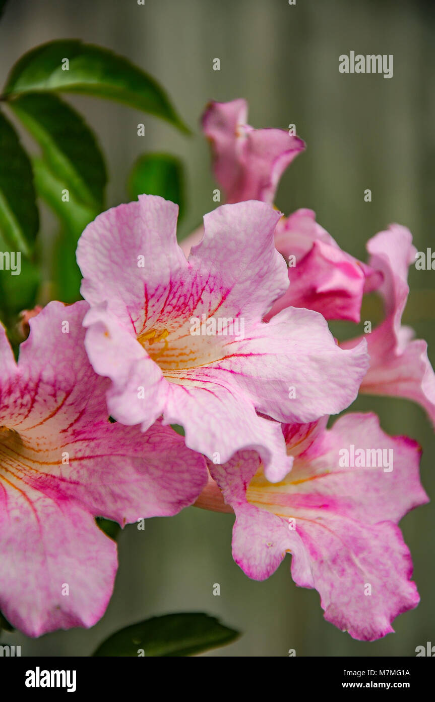 Allamanda, of the Dogbane family, they are native in tropical America ...