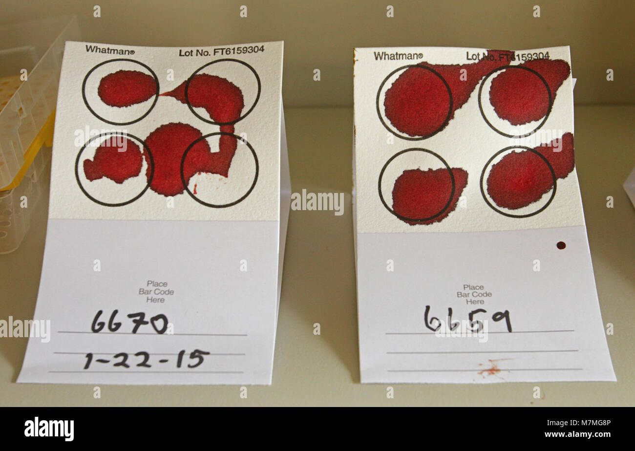 Bison blood stain cards for preserving DNA Bison blood stain cards for ...