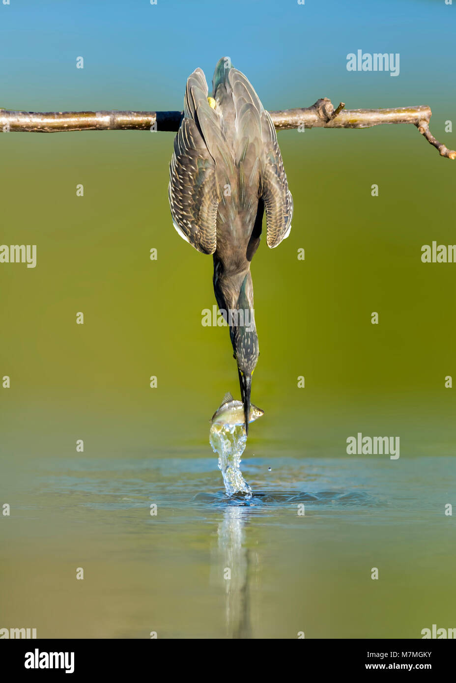 hunting a fish Stock Photo - Alamy