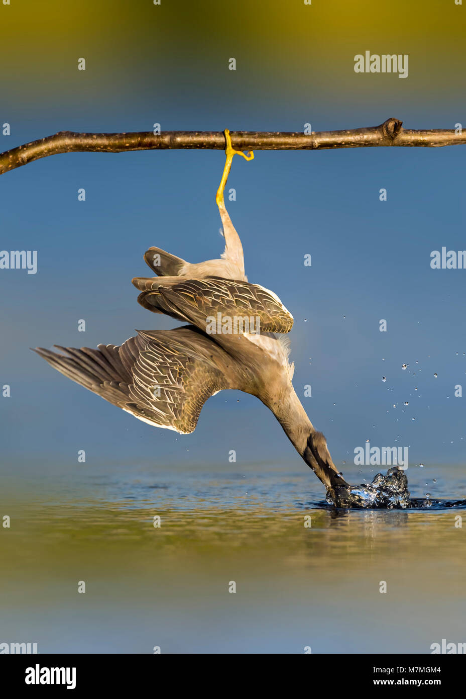 Birds hunting fish hi-res stock photography and images - Alamy