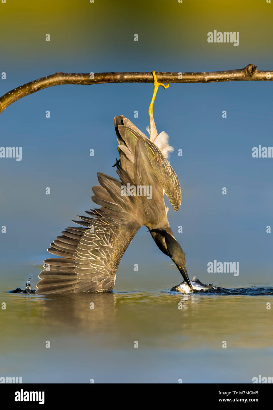hunting a fish Stock Photo - Alamy