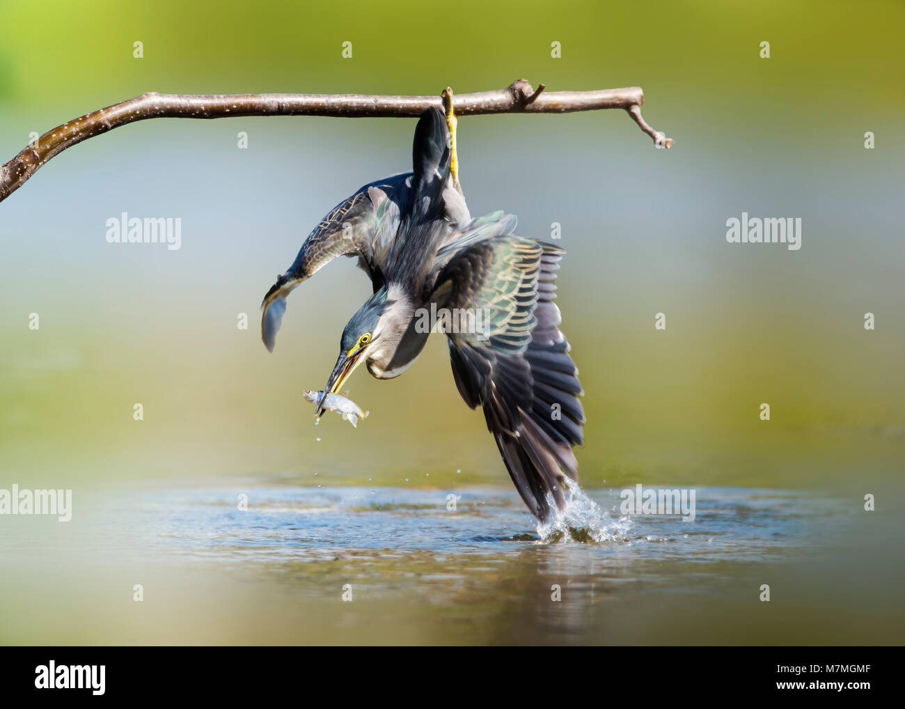 hunting a fish Stock Photo - Alamy