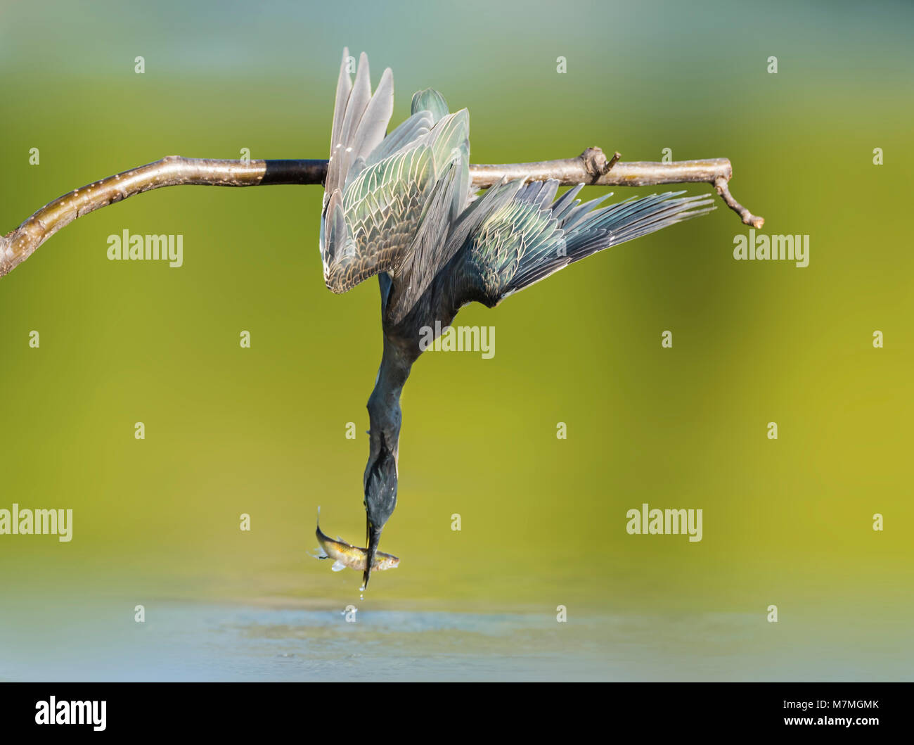 hunting a fish Stock Photo - Alamy