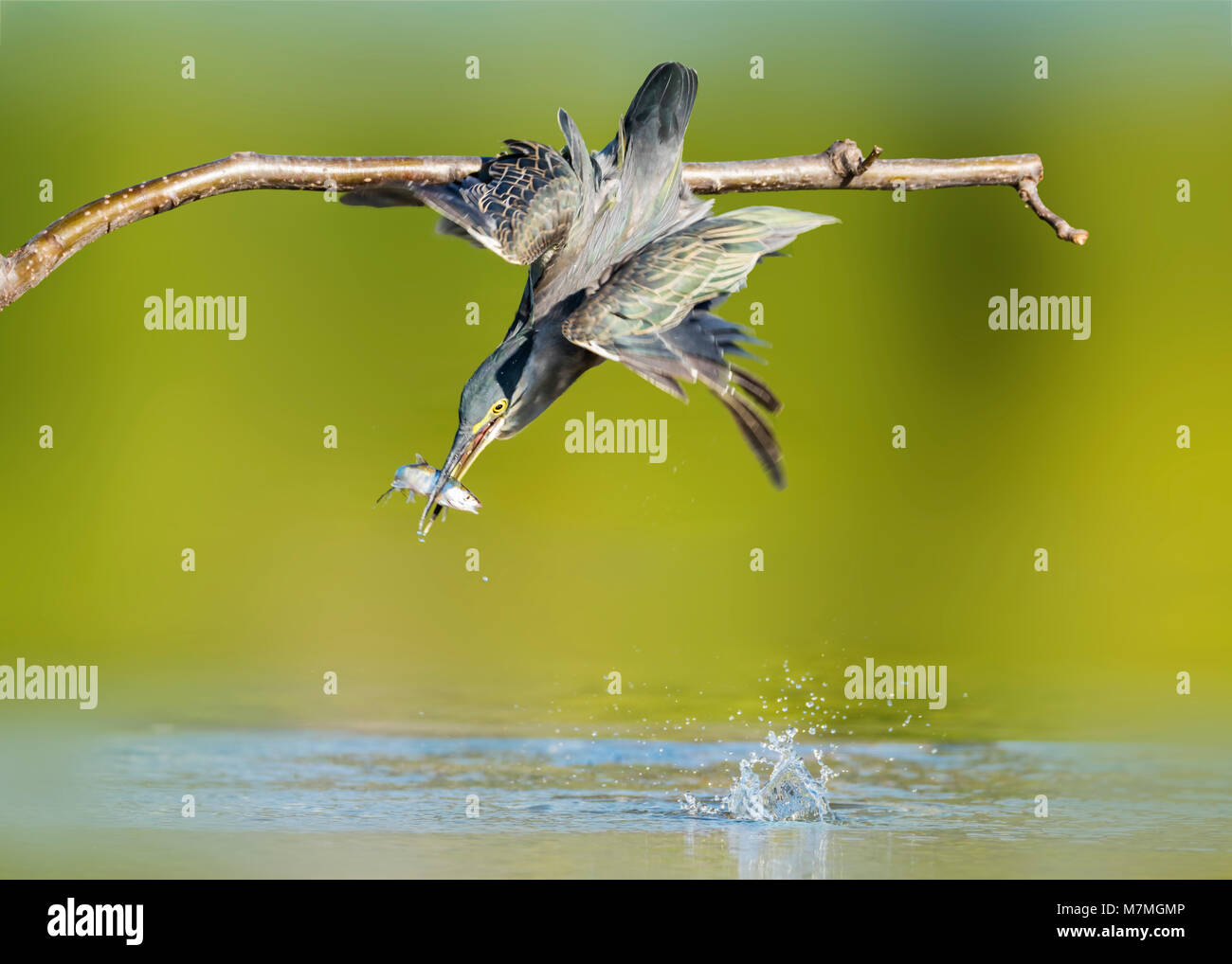 hunting a fish Stock Photo - Alamy